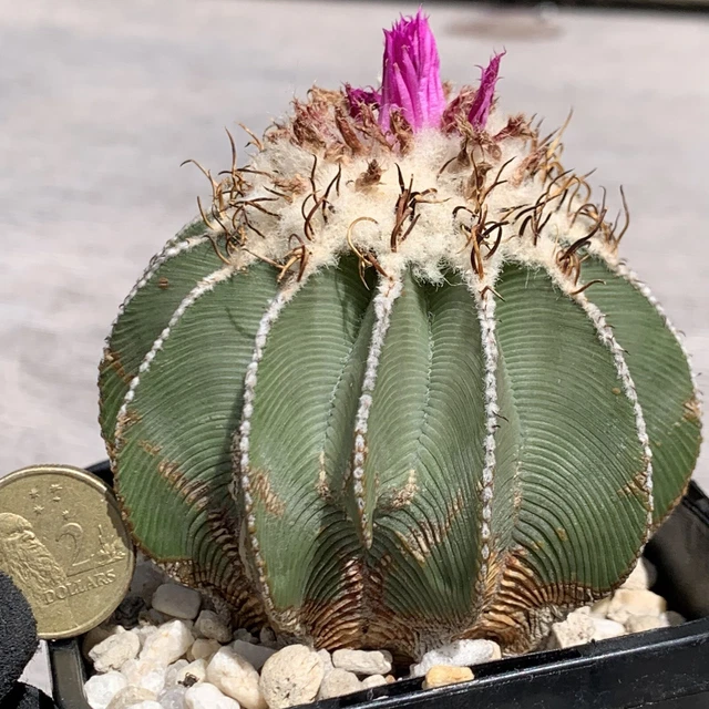 AZTEKIUM HINTONII SEED grown own root, over twenty years old rare ...