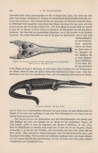 TELEOSAURUS SKELETT DES Plesiosaurus Dinosaurier HOLZSTICH von 1895 EUR ...