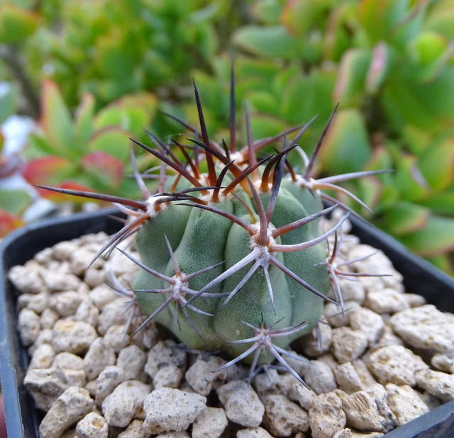 COPIAPOA SOLARIS CACTUS copiapoa kakteen ortegocactus cacti EUR 220,00 ...