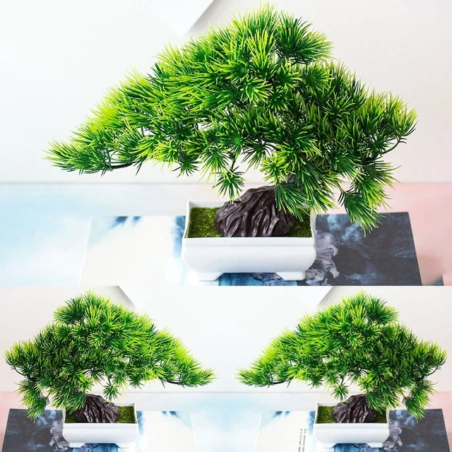 POT D'ASPECT NATUREL plante bonsa? simulation pin en pot pour d ...