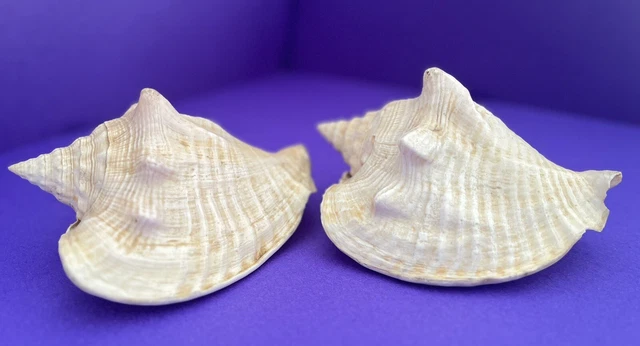 SET OF 2 Large Queen Conch Shells Natural Pink Ocean Seashell Decor £20 ...