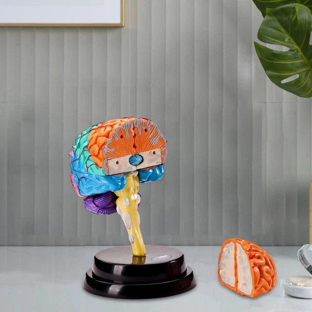 HUMAN BRAIN MODEL Disassembled Tool Brain Model Anatomy for Biology ...
