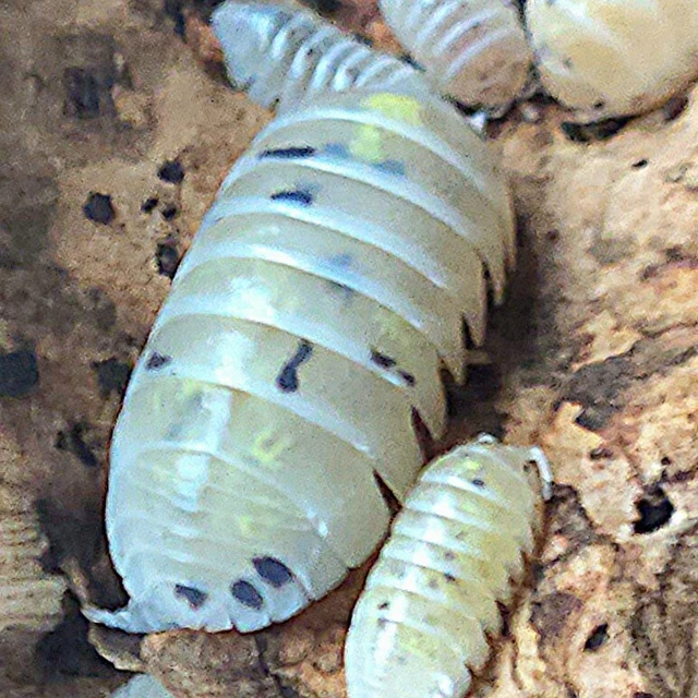 15+ JAPANESE MAGIC Potion Isopod Armadillidium vulgare Live Bugs Insect ...