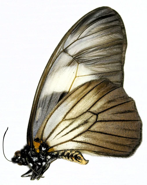 INSECT BUTTERFLY PAPILIONIDAE Graphium hachei Female 0104 GRA HAC F 21 ...