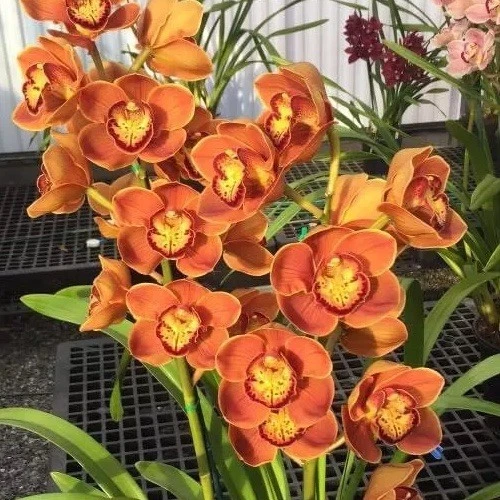 CYMBIDIUM ORCHID - Atlantic Carat ‘#1’- Flowering Size Plant $45.00 ...