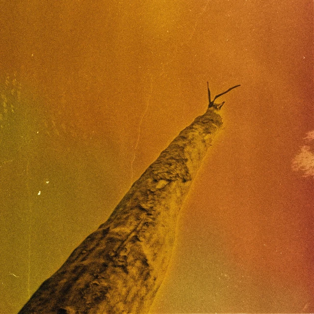 FRÉDÉRIC D. OBERLAND/GRÉGORY Dargent/Tony Elieh/Wassim Halal SIHR (CD ...