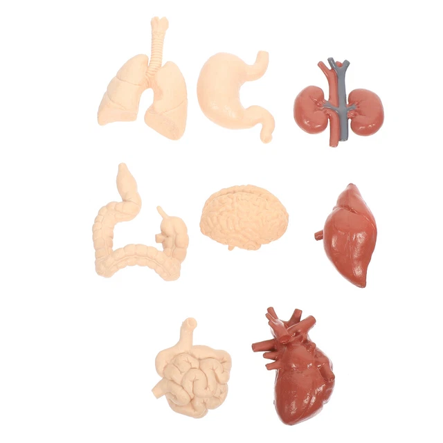 HUMAN INTERNAL ORGANS Model Toys Child Body Teaching Models Structure £ ...