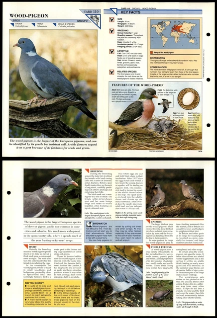 WOOD-PIGEON #110 BIRDS Wildlife Fact File Fold-Out Card £1.99 - PicClick UK