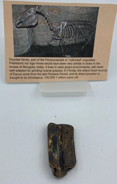 PREHISTORIC FOSSIL HORSE Tooth Equus Complicatus Pleistocene Age ...