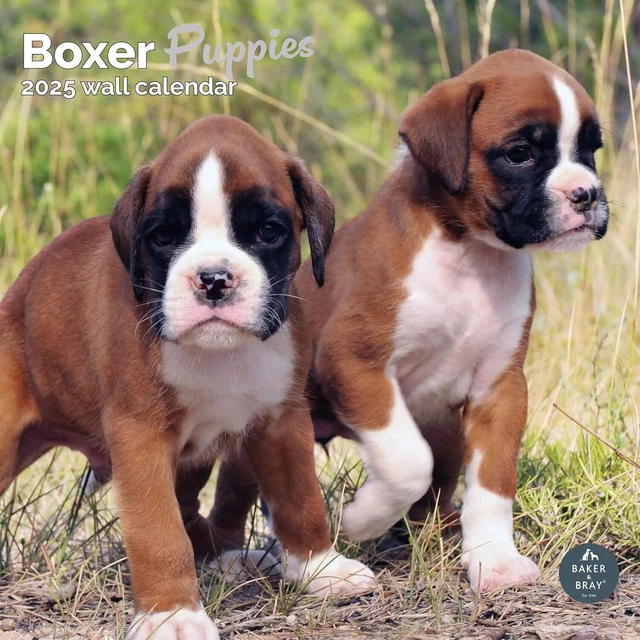 BOXER DOG PUPPIES Calendar 2025, Large Square Wall Calendar, 16 Month £ ...