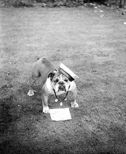 A BULLDOG STRIKES a typical Churchillian defiant pose 1941 Old Photo ...