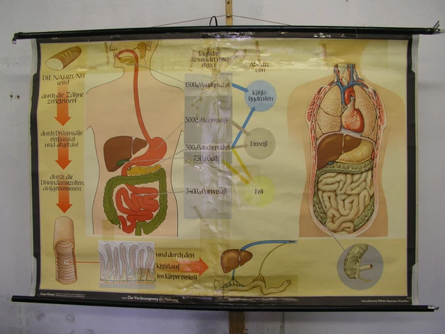 TABLEAU NUTRITION DENT Estomac Intestin Docteur 168x114cm Vintage Doc ...