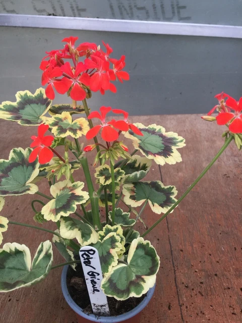 PELARGONIUM GERANIUM FANCY Leaf ‘Peter Grieve’ £8.00 - PicClick UK