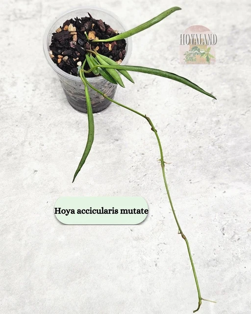 RARE HOYA ACICULARIS mutate | Twisted Mutation | New Growth | Shop ...