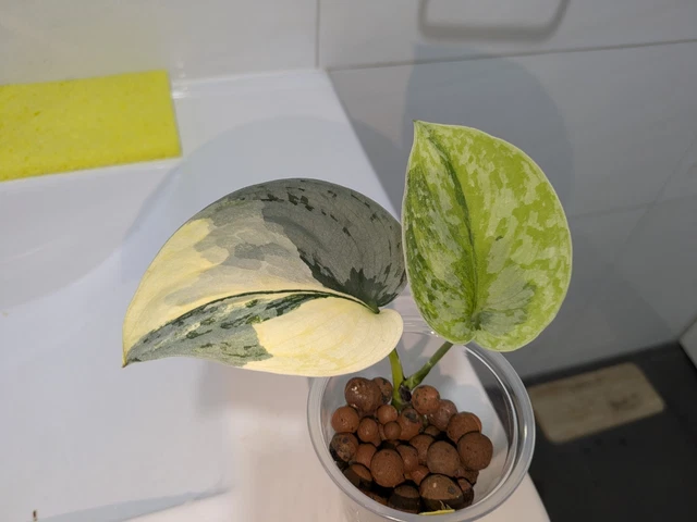 SCINDAPSUS MAYARI YELLOW/AUREA variegated (#1, plant w/ 2 leaves+1shoot ...