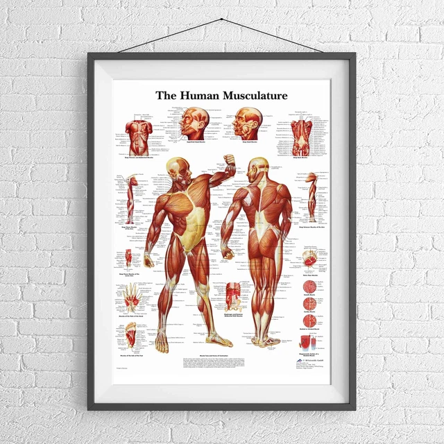 MALE MUSCULAR SYSTEM CHART HUMAN BODY POSTER PICTURE PRINT Size A5 to ...