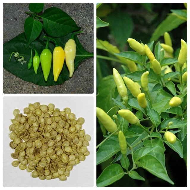 50+CEYLON THAI WHITE Chilli Pepper Seeds Extremely Hot Rare Heirloom ...
