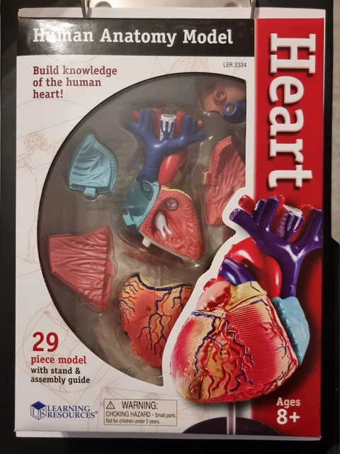 HUMAN HEART ANATOMY Model Educational Biology 29-Pieces from Learning ...