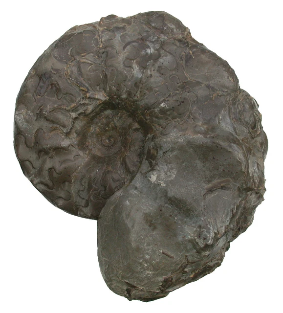 TRIASSIC CERATITES PRAENODOSUS ceratite shell limestone Dettelbach 89 ...