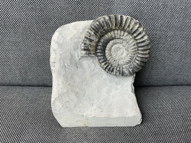 GREEN AMMONITE NODULE Metophioceras sp Charmouth, Dorset, Rare Jurassic ...
