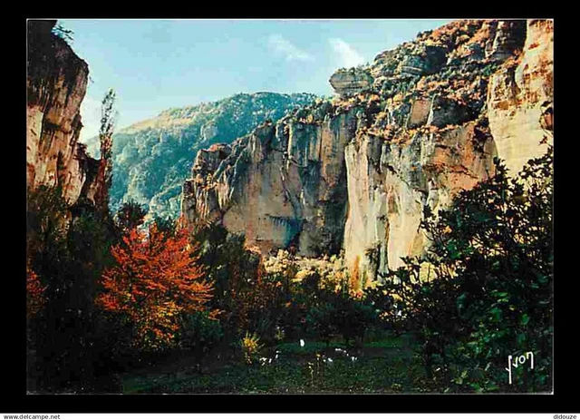 48 - LES Gorges du Tarn - Cirque des Baumes - CPM - Voir Scans Recto ...