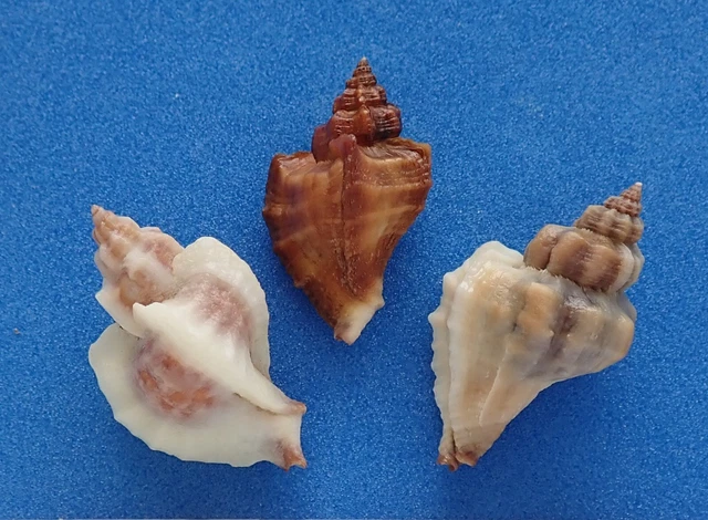 COQUILLAGE DE COLLECTION: Ocenebra inornata AO (x3) (Muricidae, France ...