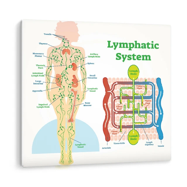 LYMPHATIC SYSTEM ANATOMICAL Diagram Medical Framed Canvas Wall Art ...
