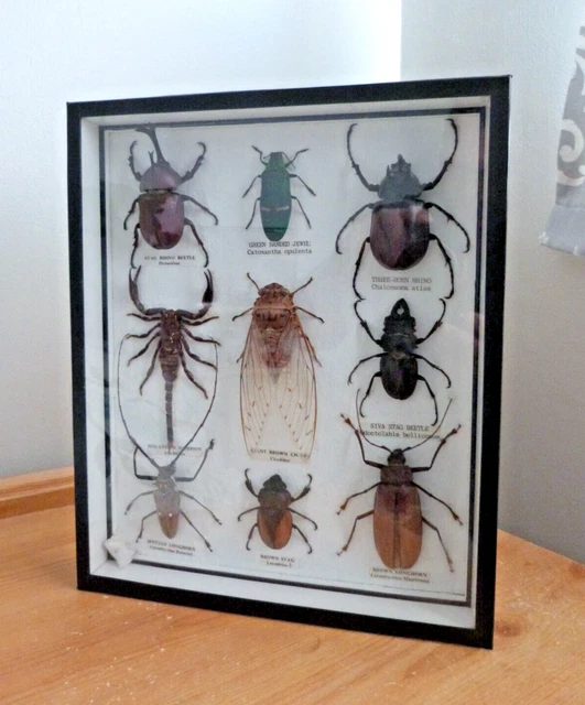 VINTAGE INSECT SPECIMENS Wall Display Framed Glazed 9 Specimens Beetle ...