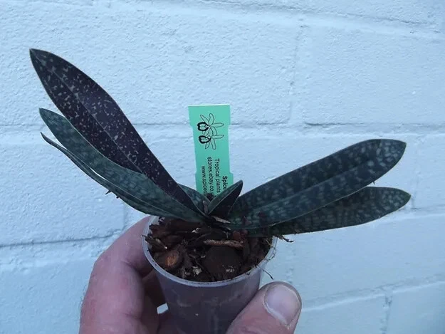 PAPHIOPEDILUM MICRANTHUM X armeniacum (Fumi's Delight orchid plant ...