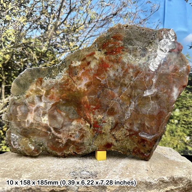 DINOSAUR COPROLITE SECTIONED and Polished Slice(Fossil Poo, Poop ...