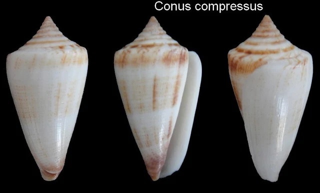 COQUILLAGE DE COLLECTION : Conus compressus EUR 16,00 - PicClick FR