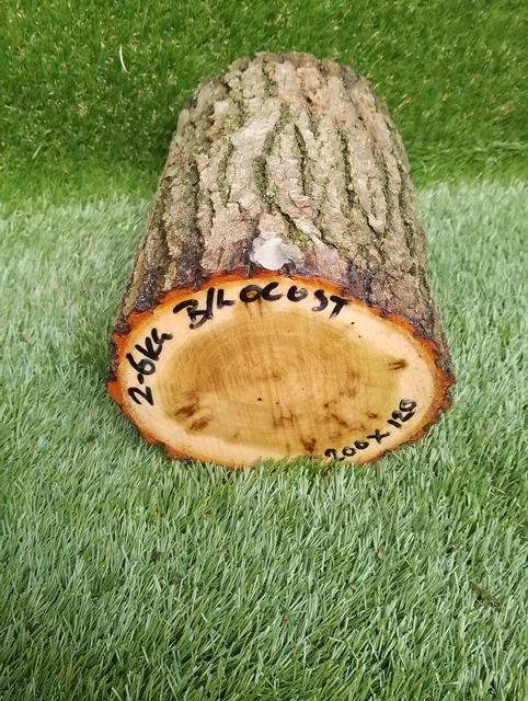 BLACK LOCUST WOODTURNING log blank,carving,craft wood,2.6kg200x120 £10. ...