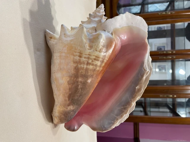 CONCH SHELL FROM the Bahamas with pink shell. 9.5” long x 7”tall x 5.5 ...