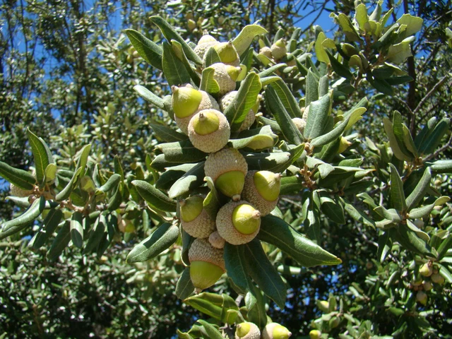 QUERCUS ILEX, HOLM Oak tree, evergreen oak, 15-20cm tall starter plant ...