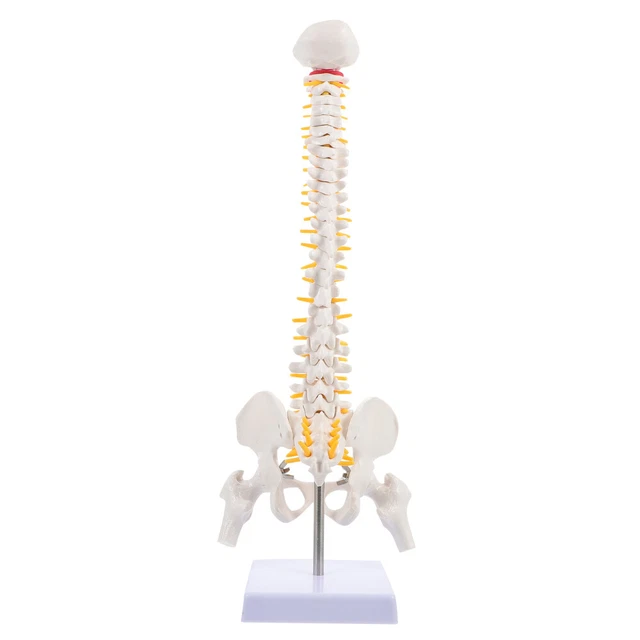 SPINE MODEL FOR Hospital Tailbone Anatomy Vertebral Column Molecular £ ...