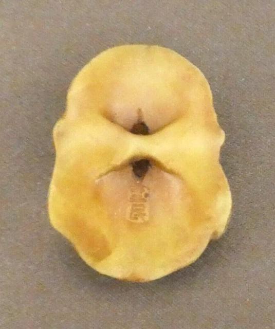 OLD JAPANESE NETSUKE Ojime Bead Face Mask Head Signed 15/16" $135.37 ...