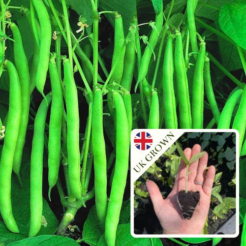 DWARF FRENCH BEAN Vegetable Plug Plants / Green Slenderette/ Pre Order ...