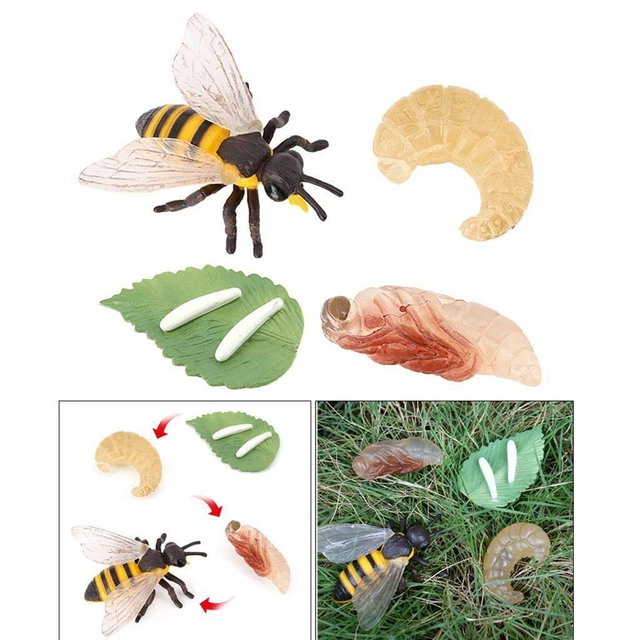 NATURE Growth Life Cycle Model Learning Imagination Toys Role Play £7. ...