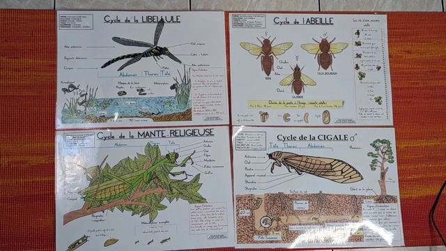 ENTOMOLOGIE COLLECTION DU Muséum des insectes du monde : Lot 58 Posters ...