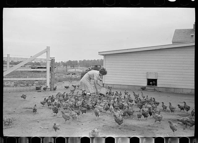 FEEDING CHICKENS WABASH Farms Indiana 1930s Historic Old Photo 5 $9.00 ...