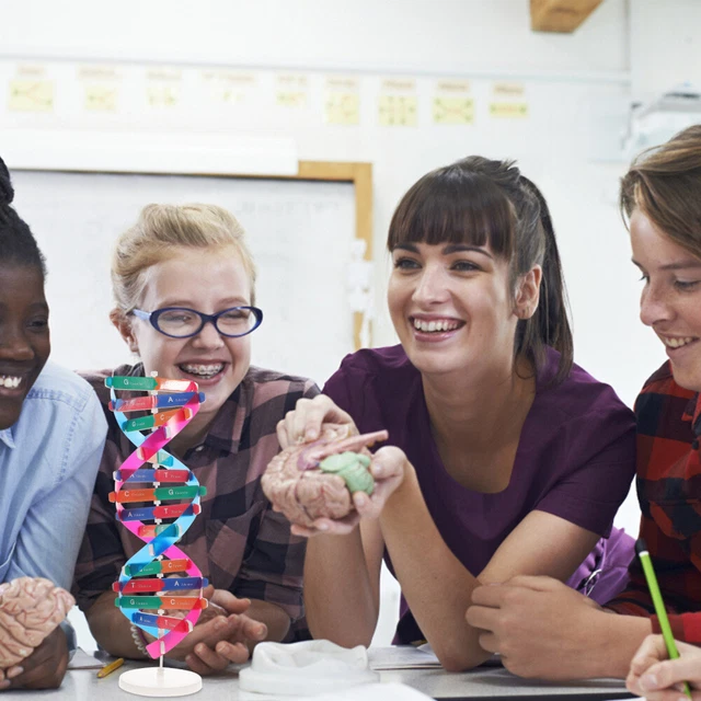 KINDER DNA MODELL Doppel Helix Gene DNA Modelle EUR 7,44 - PicClick FR