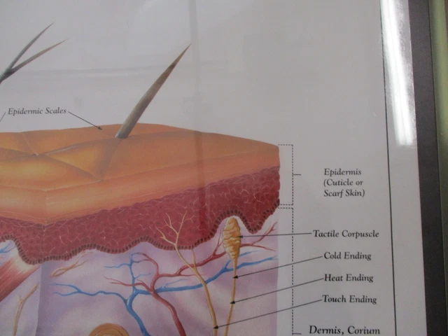 1996 MILADY WALL Chart Histology of the Skin, Hair and Glands 24" x 18 ...