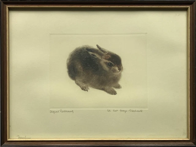 RADIERUNG JUNGER HASE Tierporträt Kurt Meyer-Eberhardt 36 x 47,5 cm ...