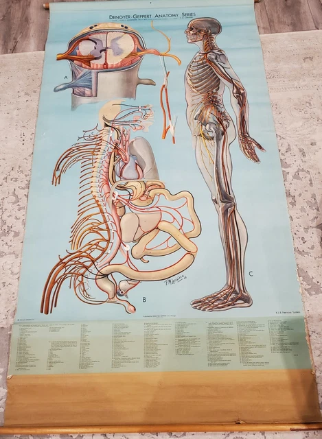 VTG 1948 DENOYER-GEPPERT Anatomy Series Chart - KL8 Nervous System ...