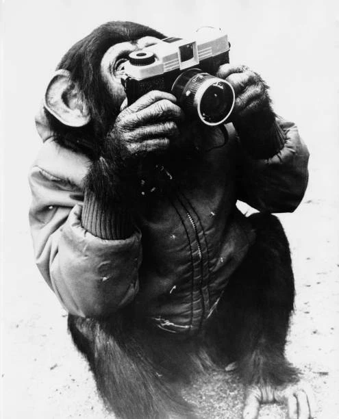 BOBO THE CHIMPANZEE takes photographs on a film set, circa 1965. - Old ...