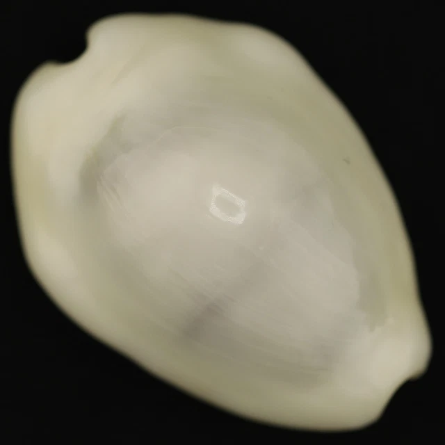 MONETARIA CYPRAEA MONETA 27.9mm 2122B5 Sea Shells Seashells Selected ...