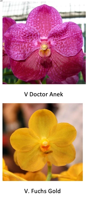 VANDA ORCHID - V. Pedro Bonetti 'Jairak' $15.00 - PicClick AU