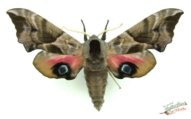 SMERINTHUS OCELLATUS EYED Hawk Moth SET x1 FEMALE A1- Entomology ...