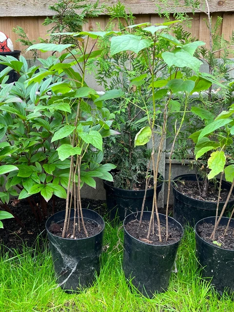 5 X CATALPA BIGNONIOIDES Architectural Indian Bean Tree Plant Stunning ...