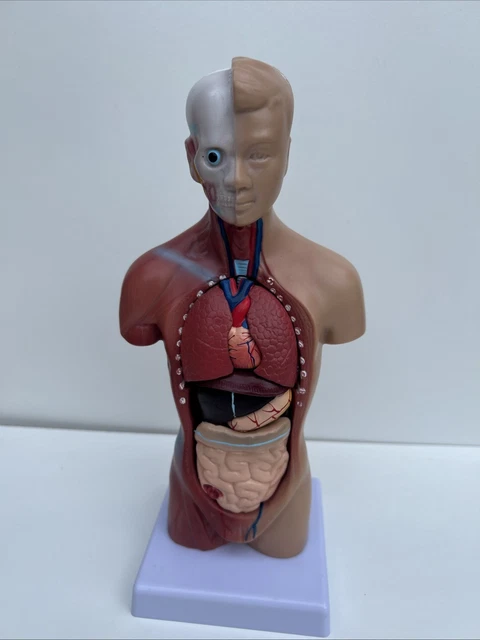 MEDICAL ANATOMICAL HUMAN Torso Body Model 13 Pieces Internal Organ ...